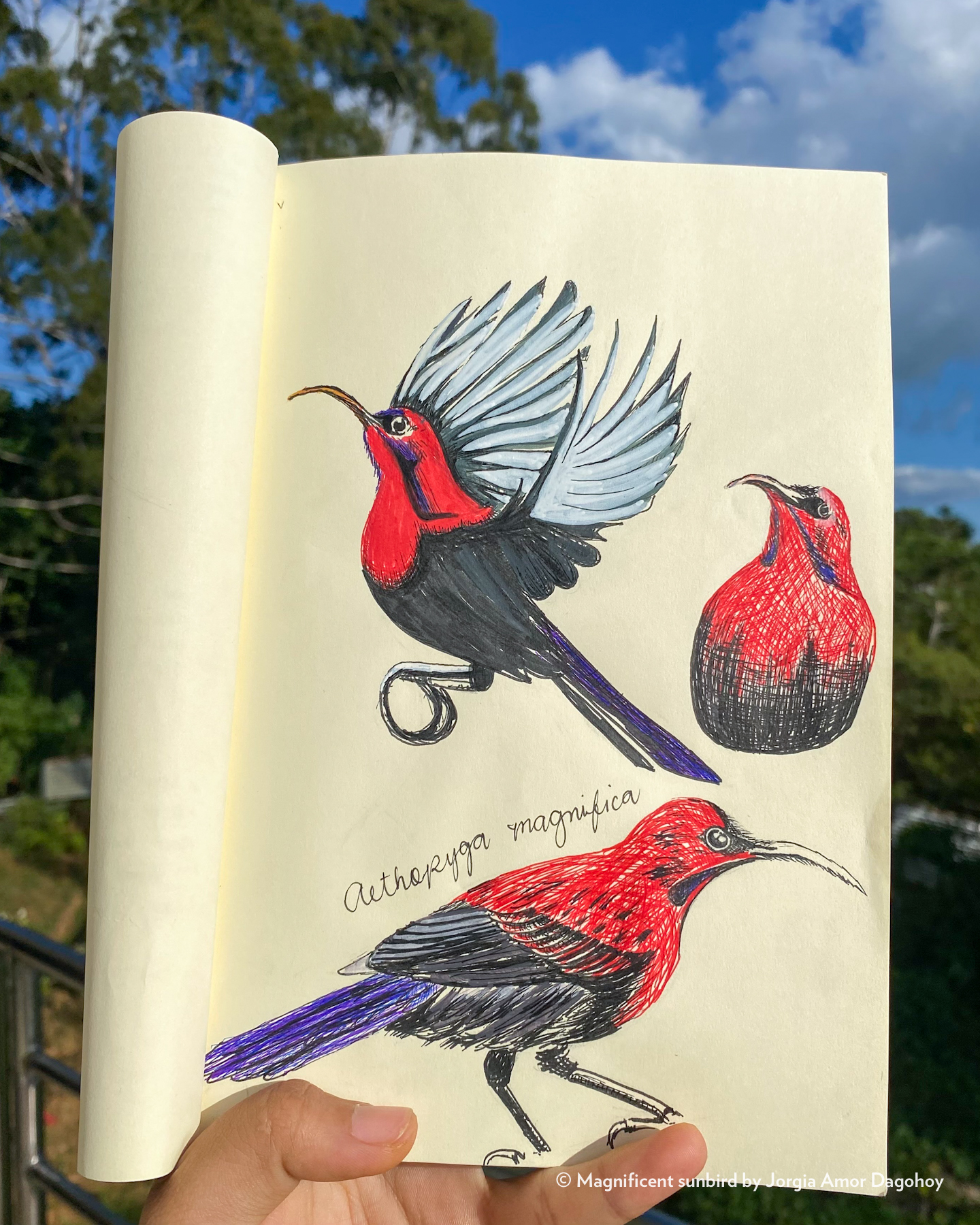 Dagohoy, Jorgia Amor – Magnificent sunbird – Haribon Foundation